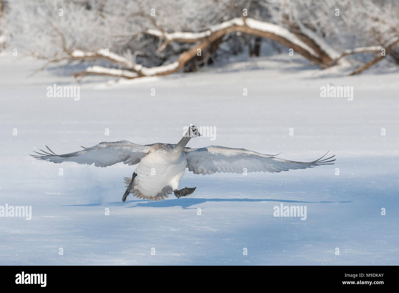Lifting wing hi-res stock photography and images - Alamy