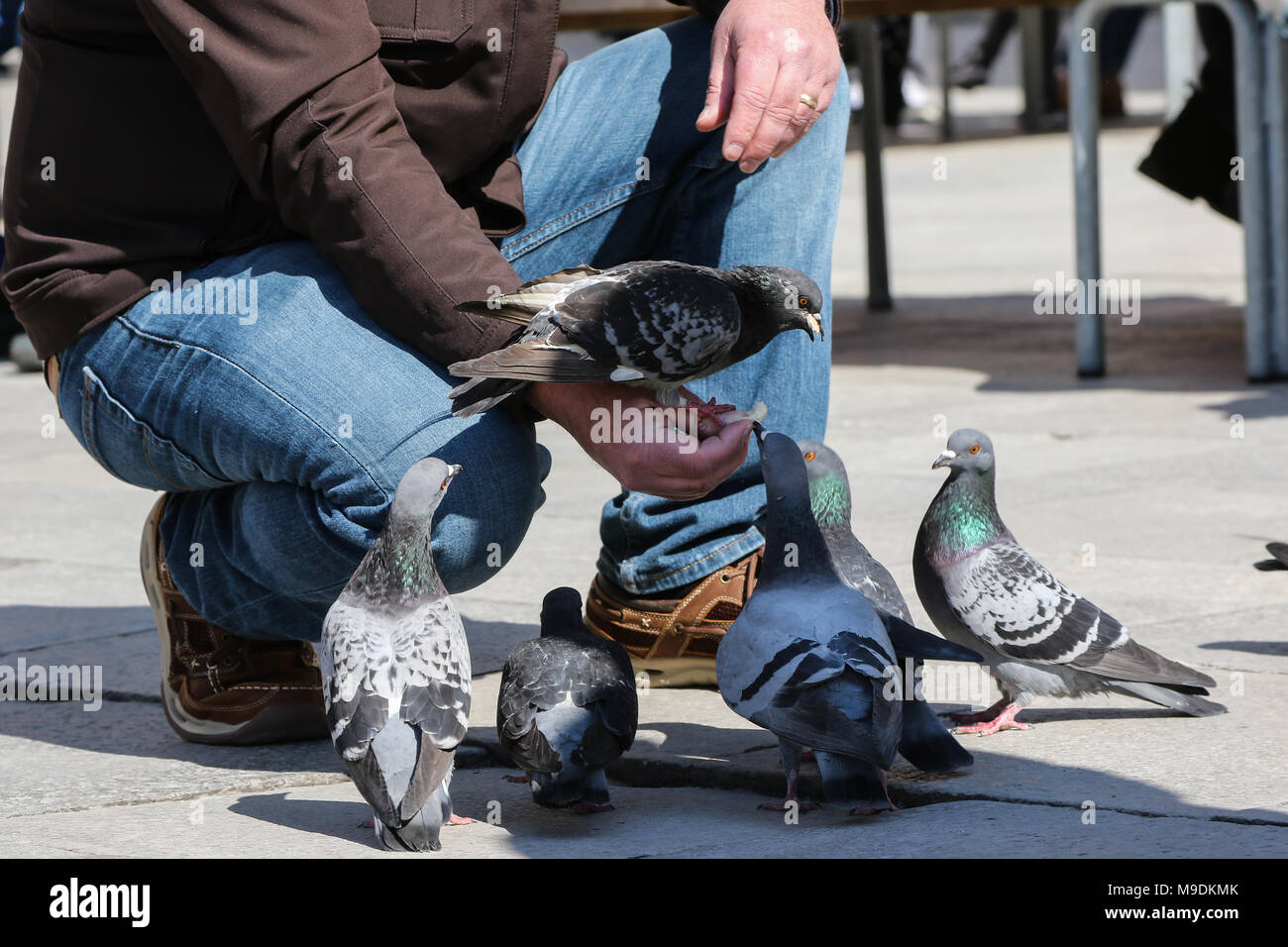 Pigeons of europe hi-res stock photography and images - Alamy