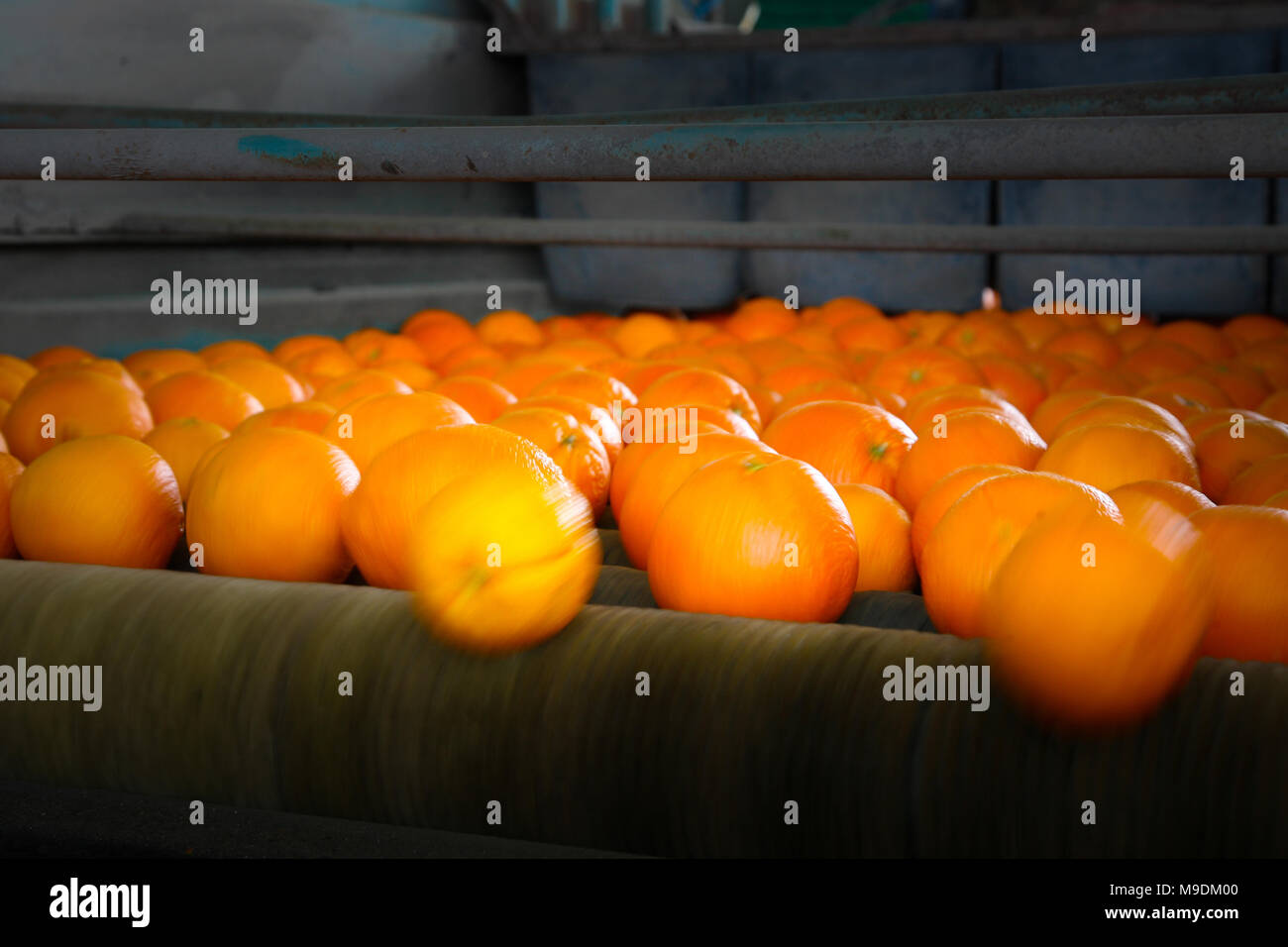 Oranges fruits in an orange production unit, in a small factory in ...