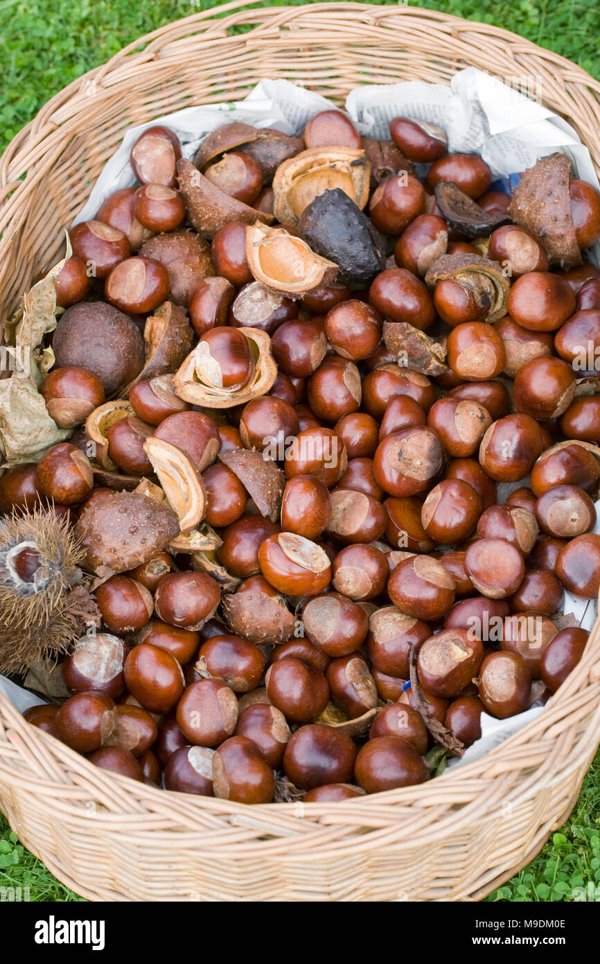 Aesculus seeds hi-res stock photography and images - Alamy