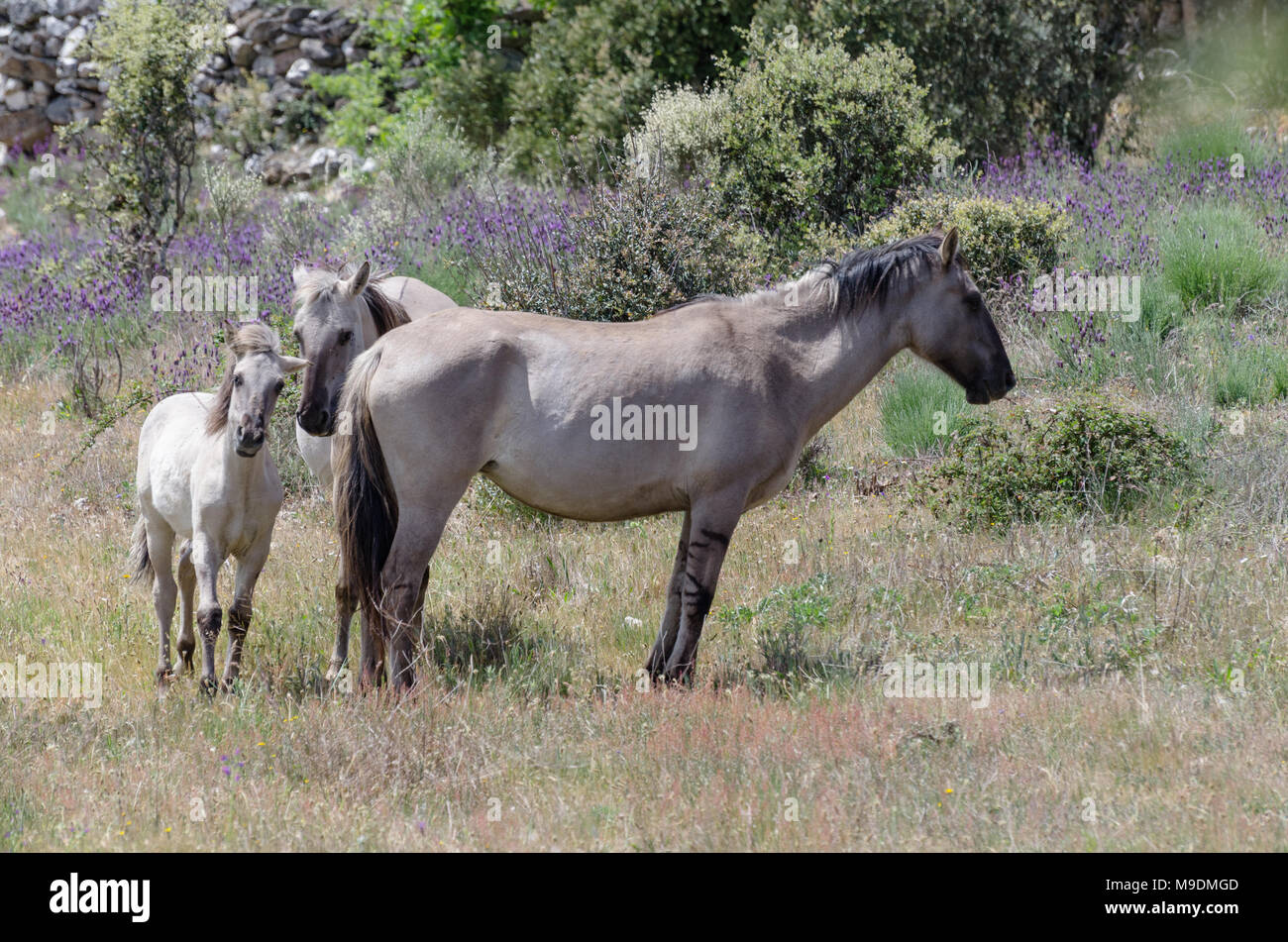 Free living Sorraia horses in Faia Brava nature reserve, Western Iberia ...