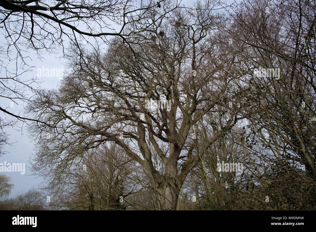 Oak tree with nesting crows Stock Photo - Alamy