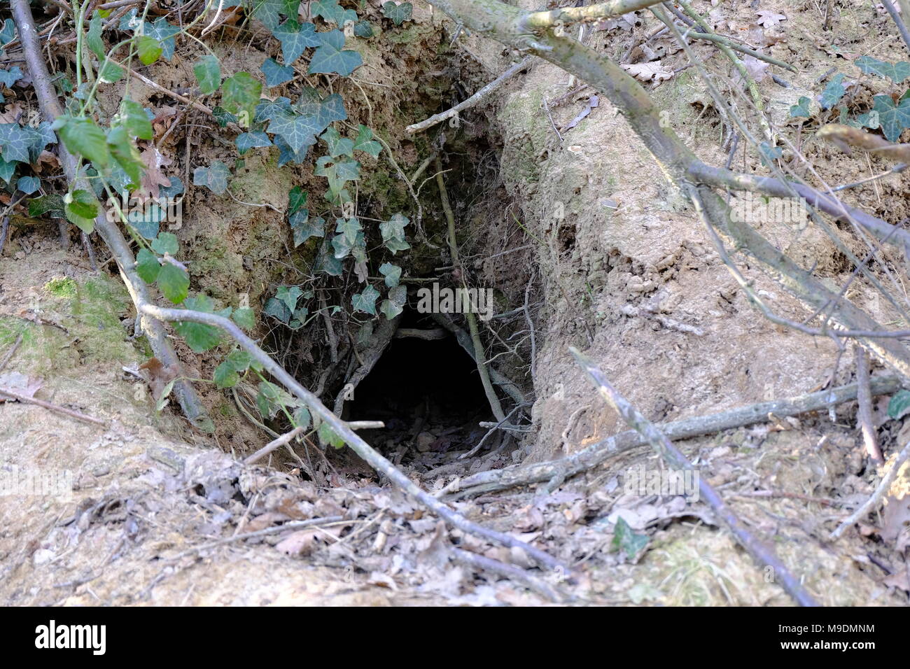 Old Badger Sett Stock Photo - Alamy