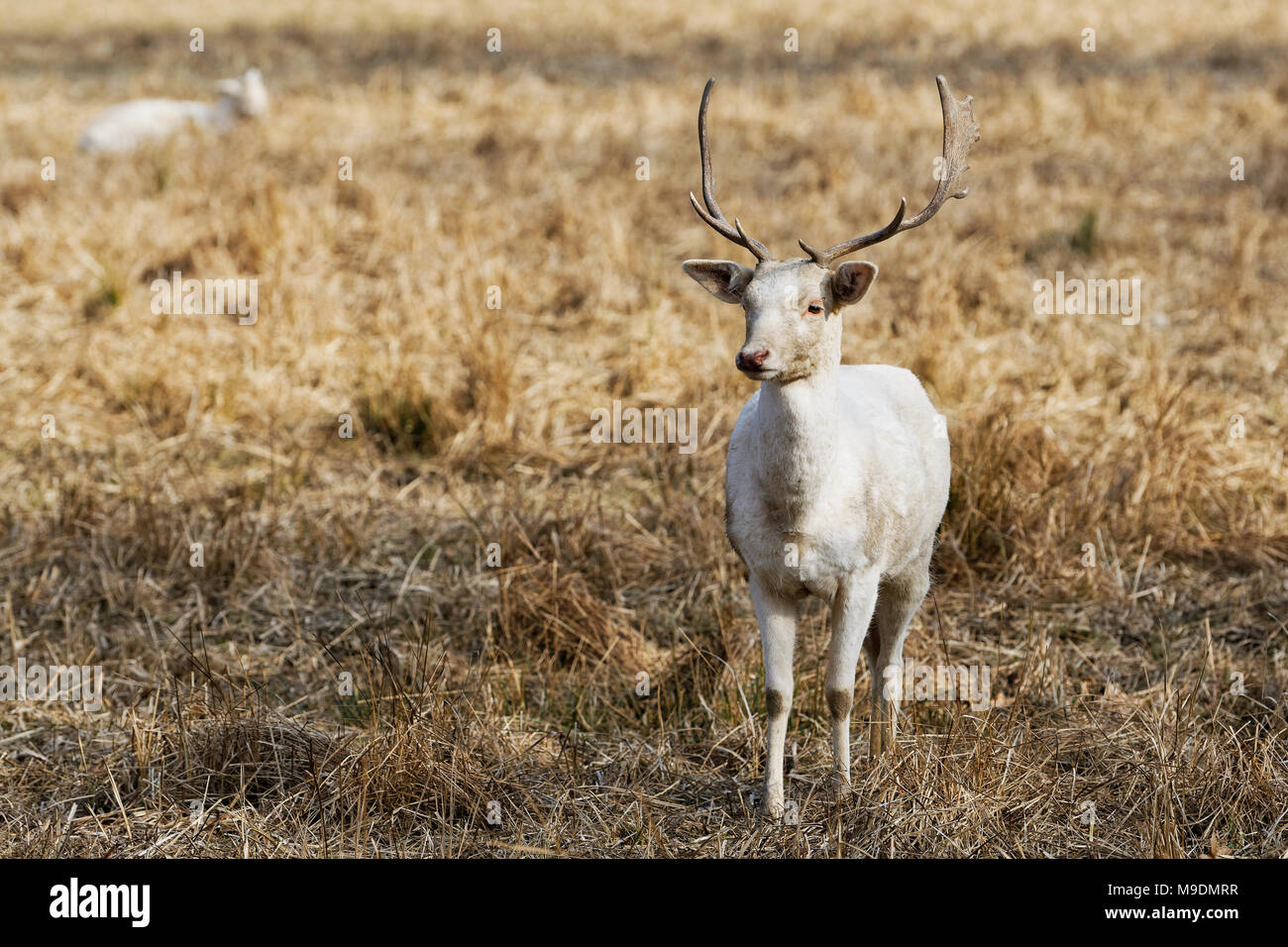 Herd of white fallow deer (Dama dama) in spring nature Stock Photo - Alamy