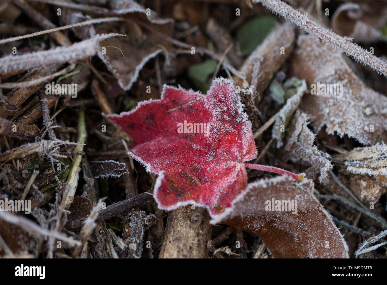 Outlined in frost hi-res stock photography and images - Alamy