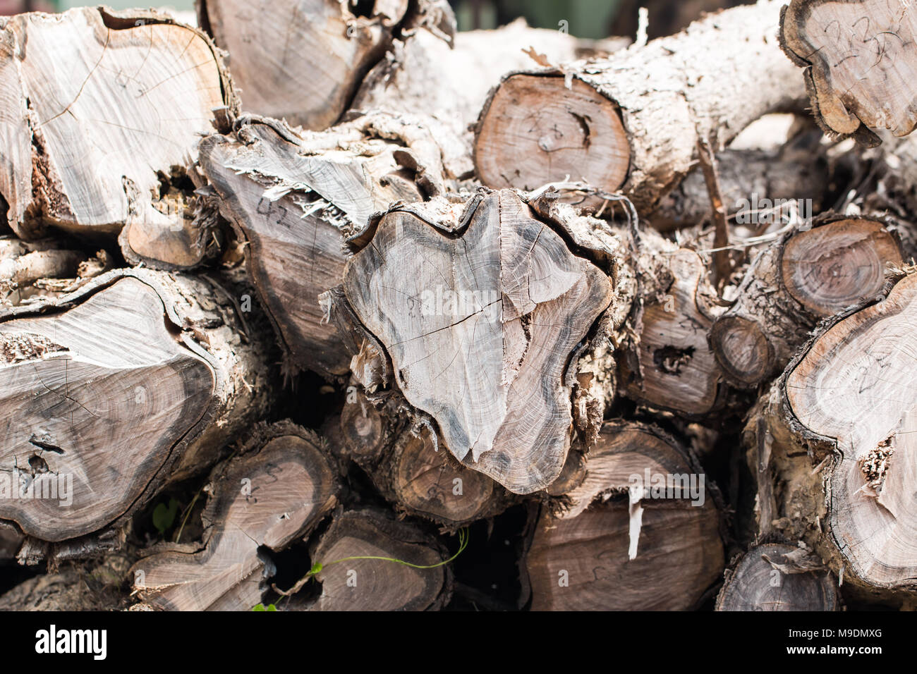 big pile of wood in a forest Stock Photo - Alamy