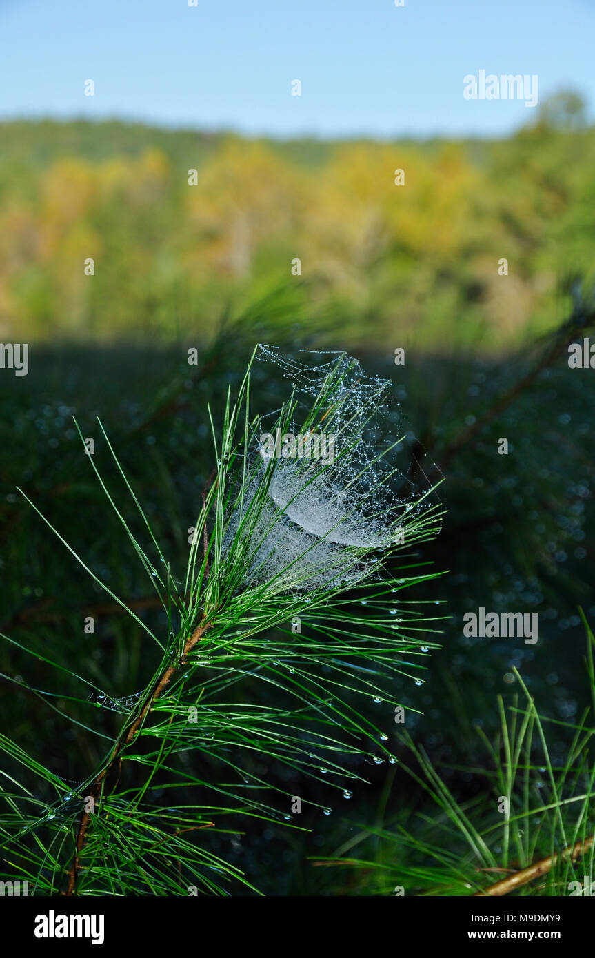 Making large webs across these pine tree needles here in Virginia, USA ...