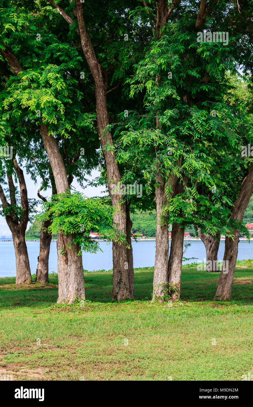 Tamarind tree by the sea Stock Photo - Alamy