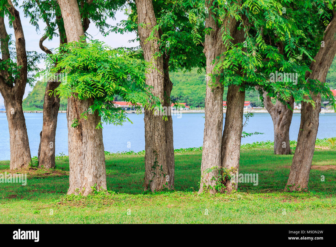 Tamarind tree by the sea Stock Photo - Alamy