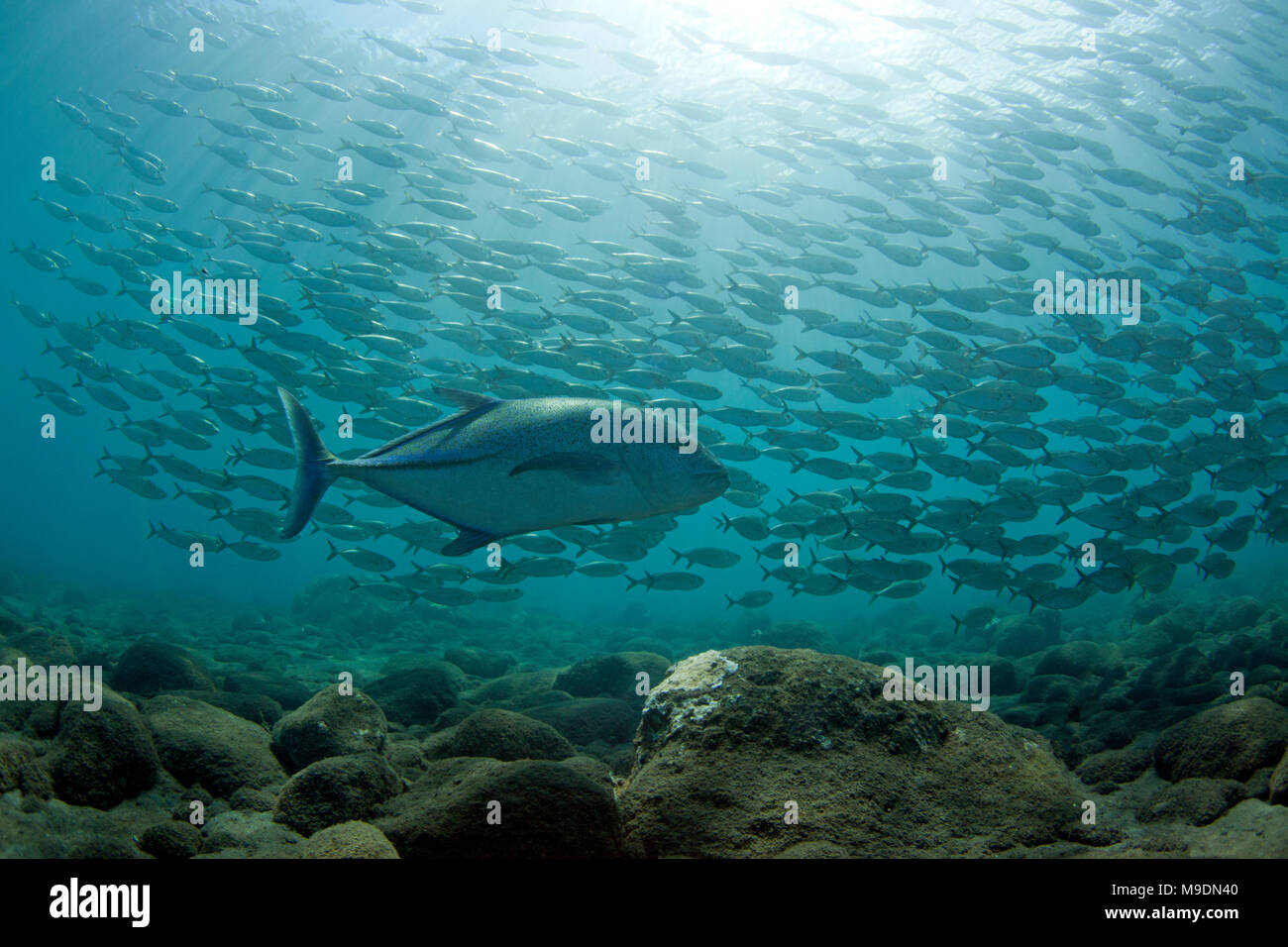 Honolua bay maui hawaii hi-res stock photography and images - Alamy