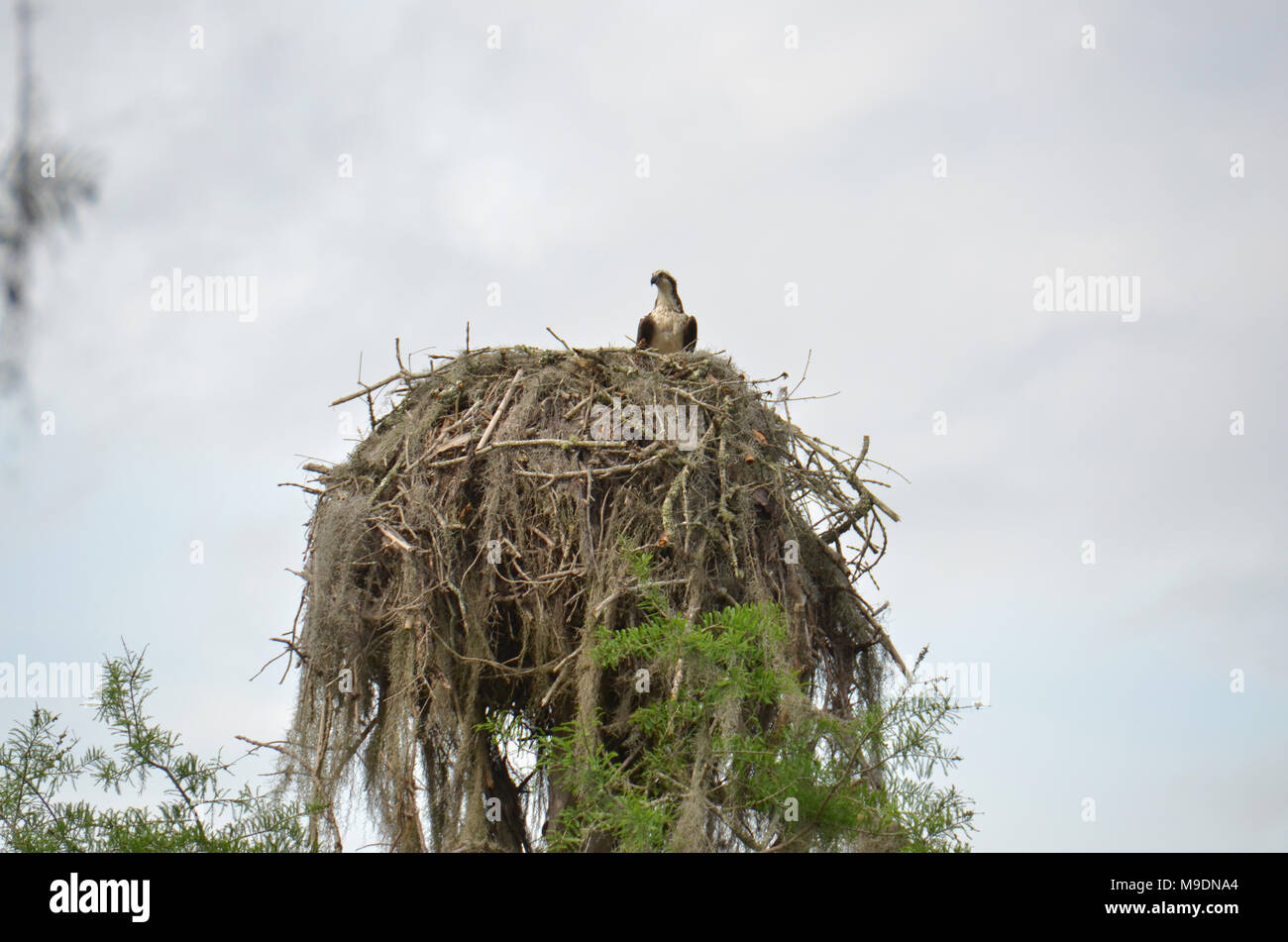 Nesting in a tall tree over a swamp, here in Southern Georgia, USA ...