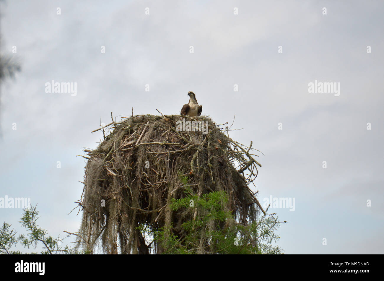 Nesting in a tall tree over a swamp, here in Southern Georgia, USA ...