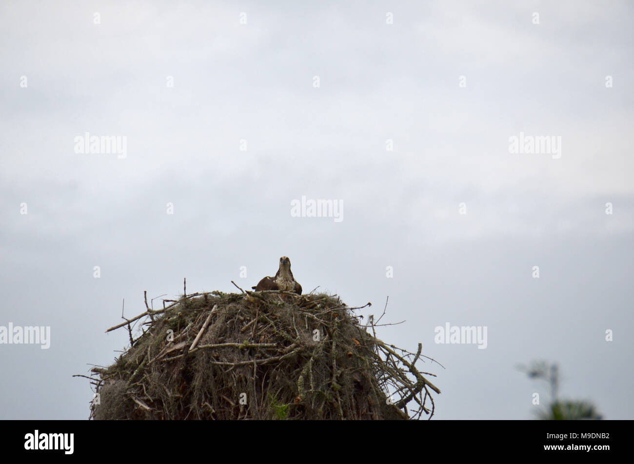 Nesting in a tall tree over a swamp, here in Southern Georgia, USA ...