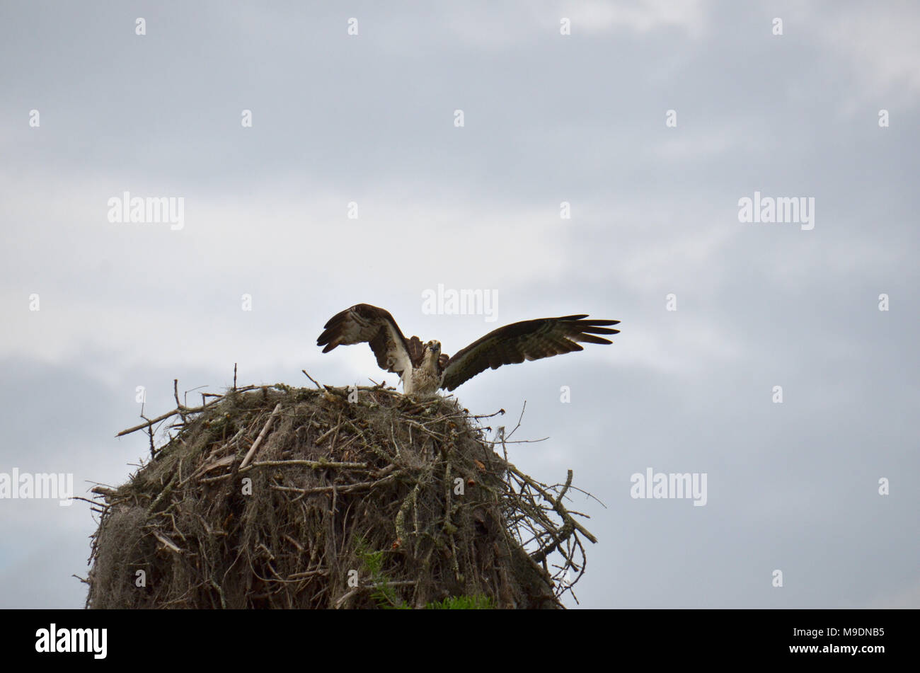 Nesting in a tall tree over a swamp, here in Southern Georgia, USA ...