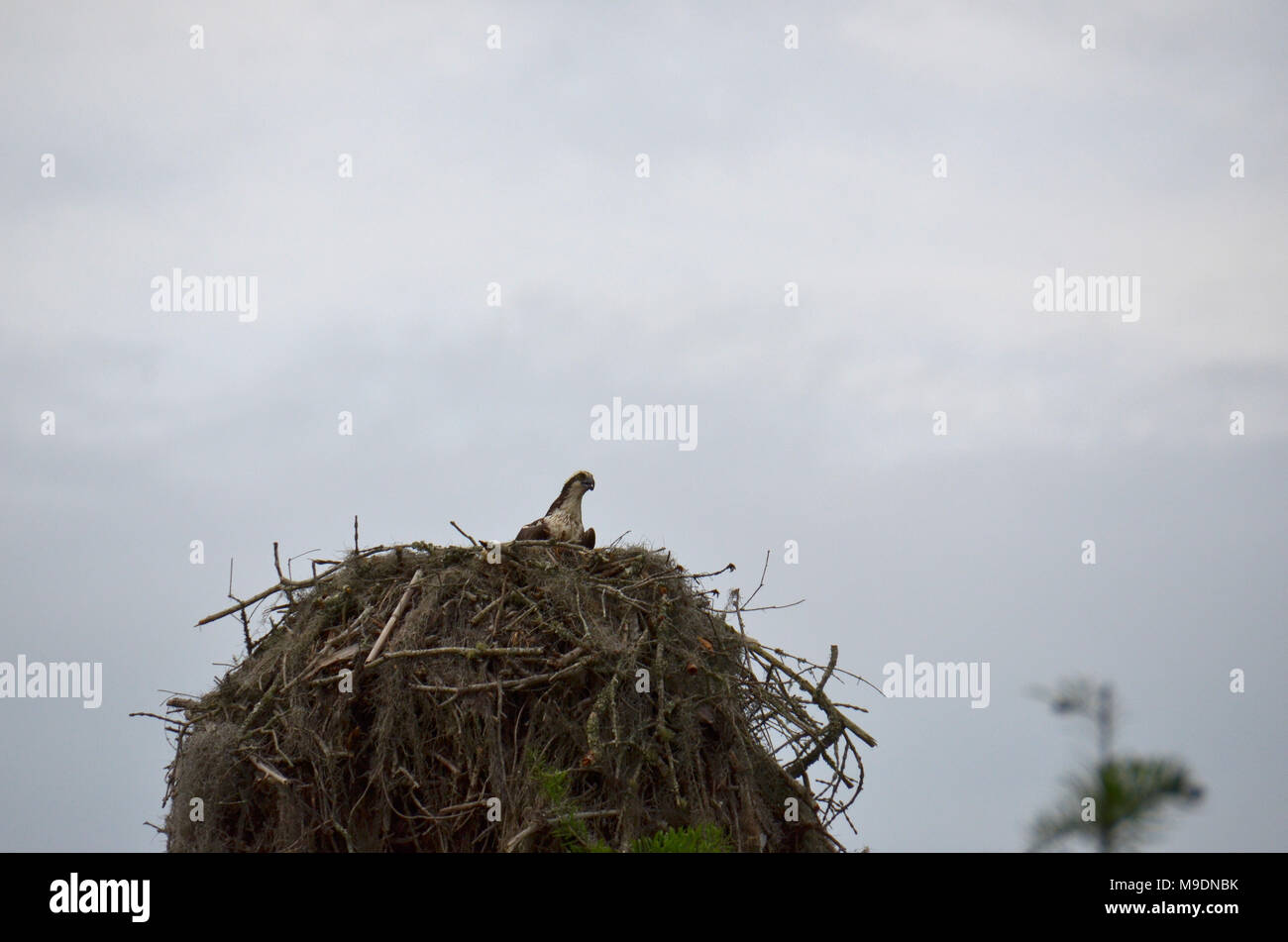Nesting in a tall tree over a swamp, here in Southern Georgia, USA ...