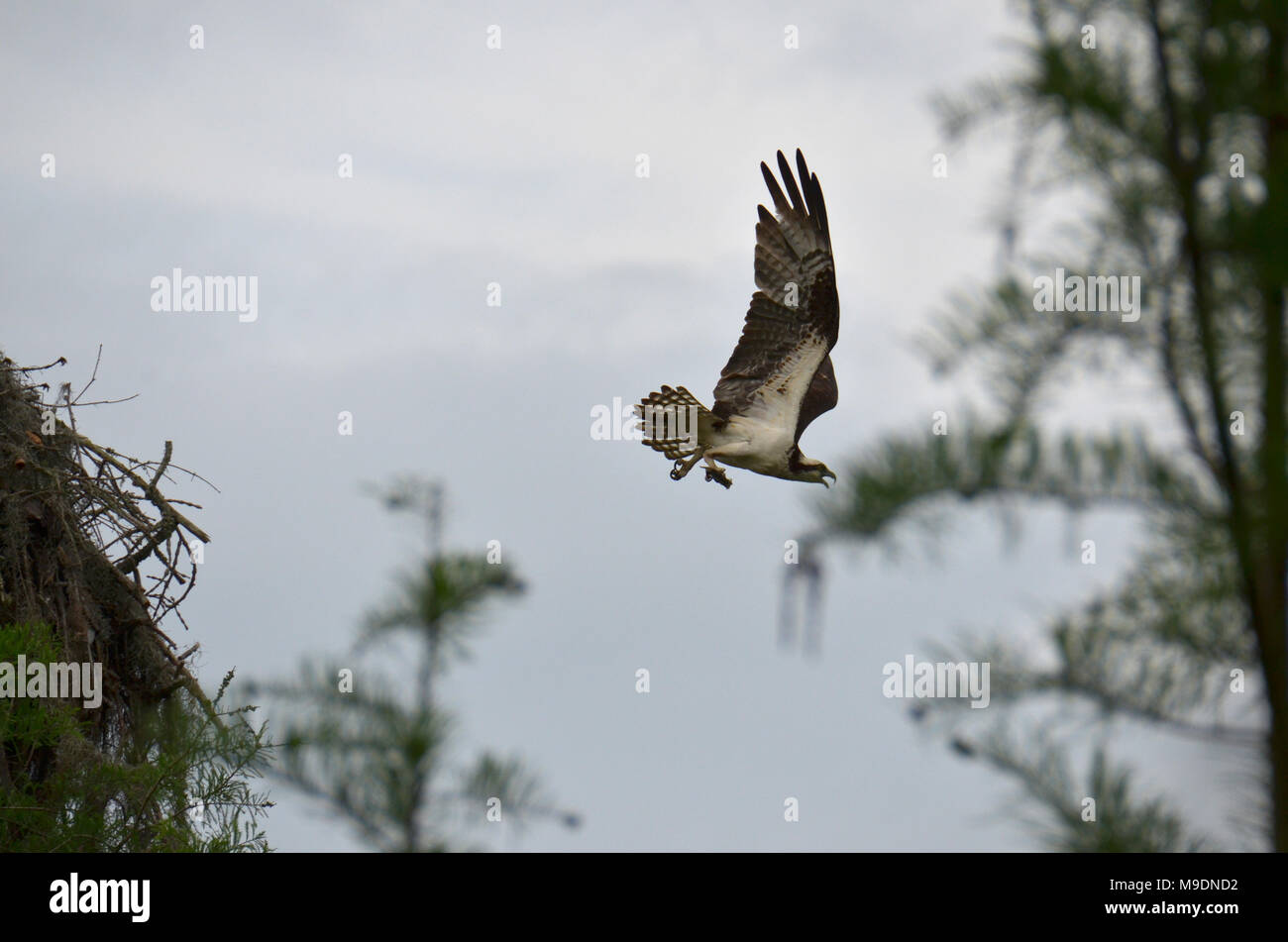 Nesting in a tall tree over a swamp, here in Southern Georgia, USA ...
