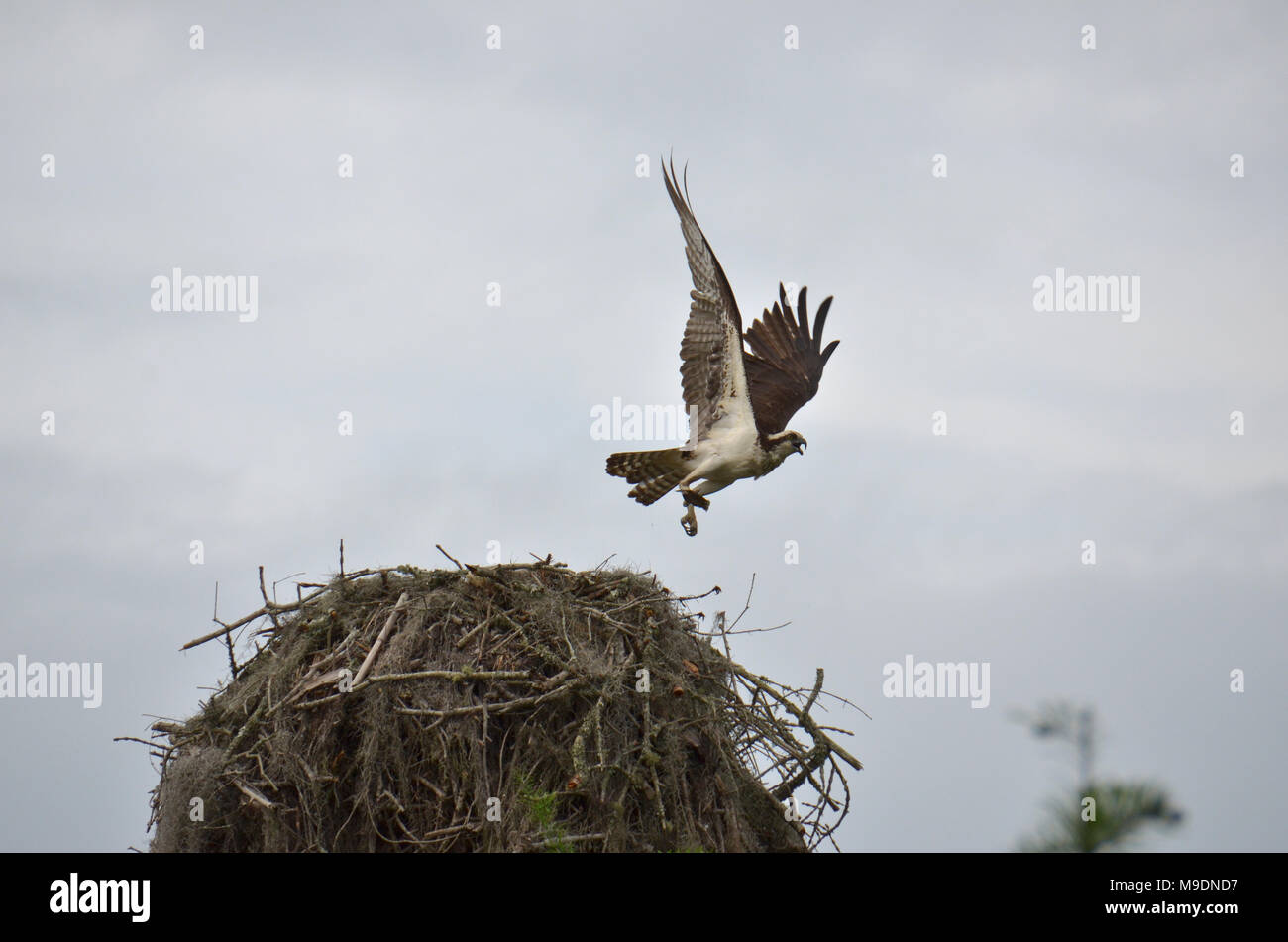 Nesting in a tall tree over a swamp, here in Southern Georgia, USA ...