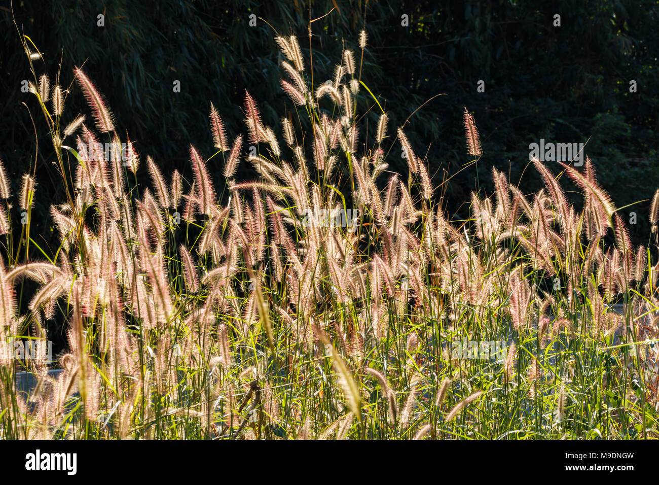 stalks of grass on the nature under sunshine Stock Photo - Alamy