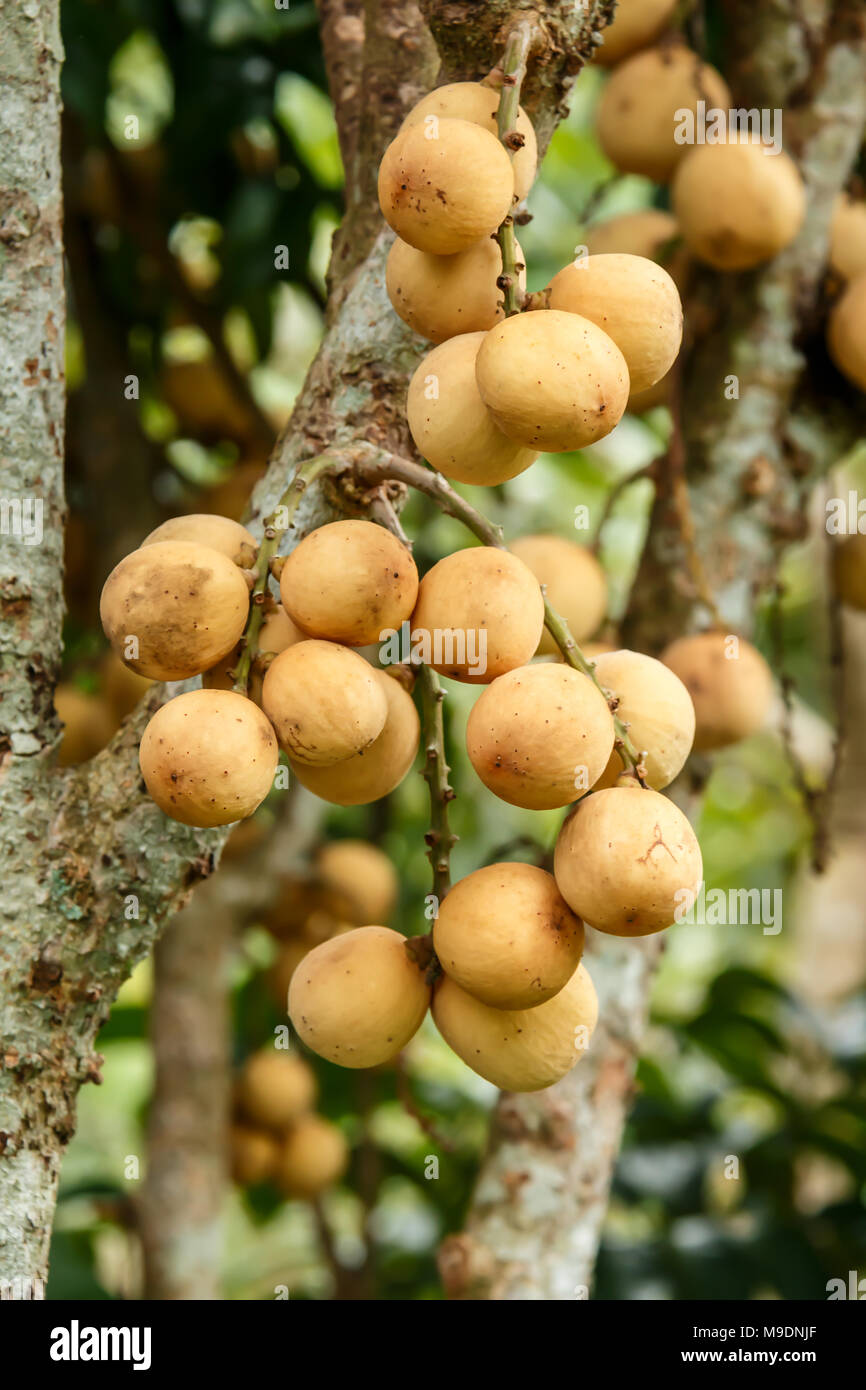 " Longkong " Thai fruit Bunch of Lanzones or Longing Thai fruit,Lansium ...
