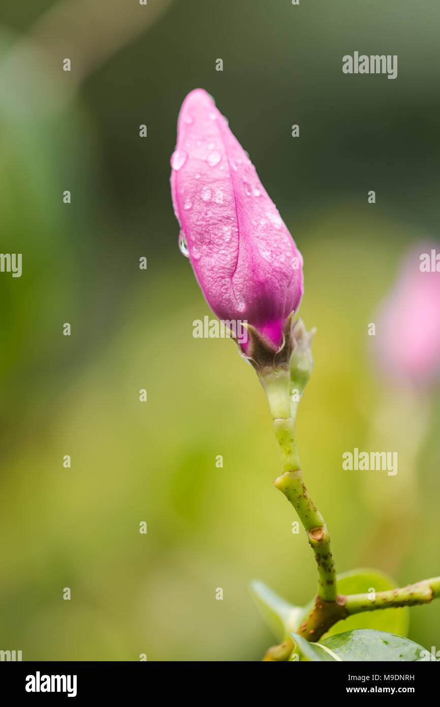 Budding pink flower with Raindrops Stock Photo - Alamy