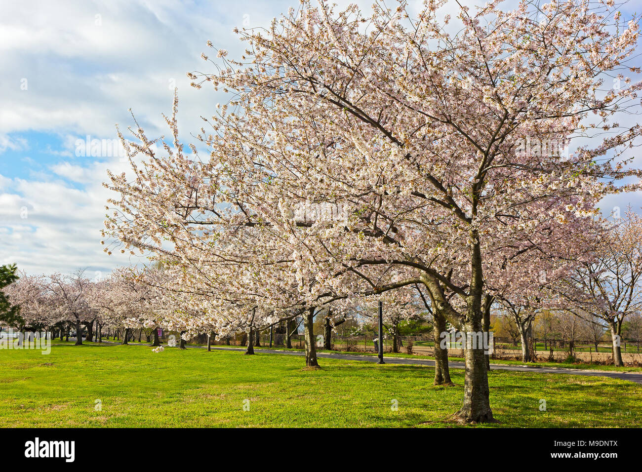 Blossoming cherry trees at East Potomac Park in Washington DC, USA ...
