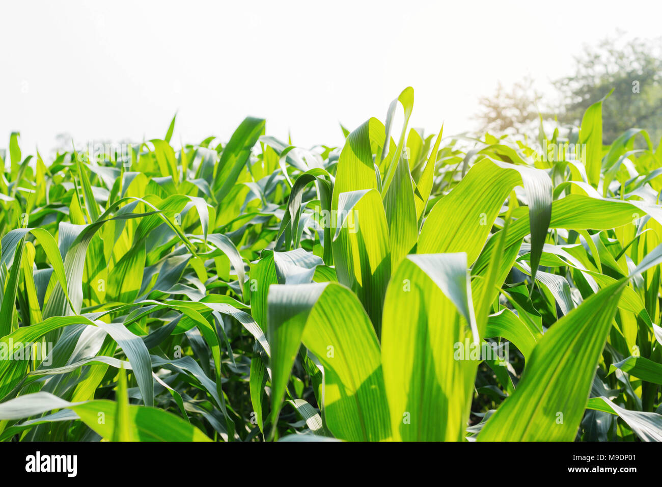 Green leaves of corn in planted with sunlight Stock Photo - Alamy