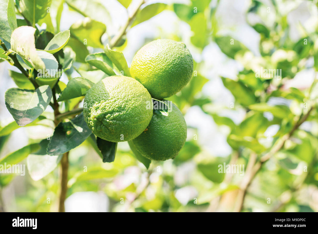 Lemon plantations hi-res stock photography and images - Alamy