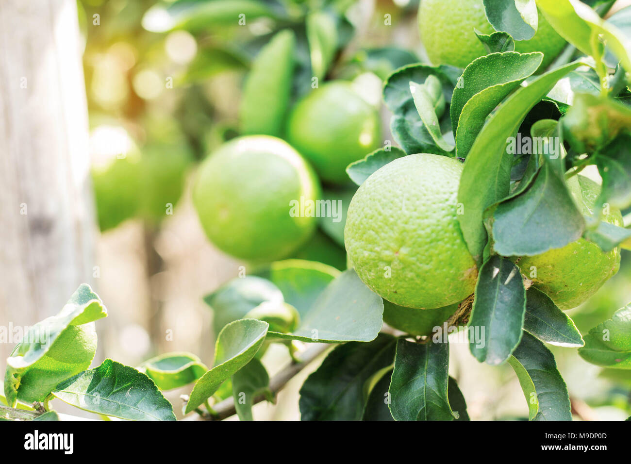 Lemon plantations hi-res stock photography and images - Alamy