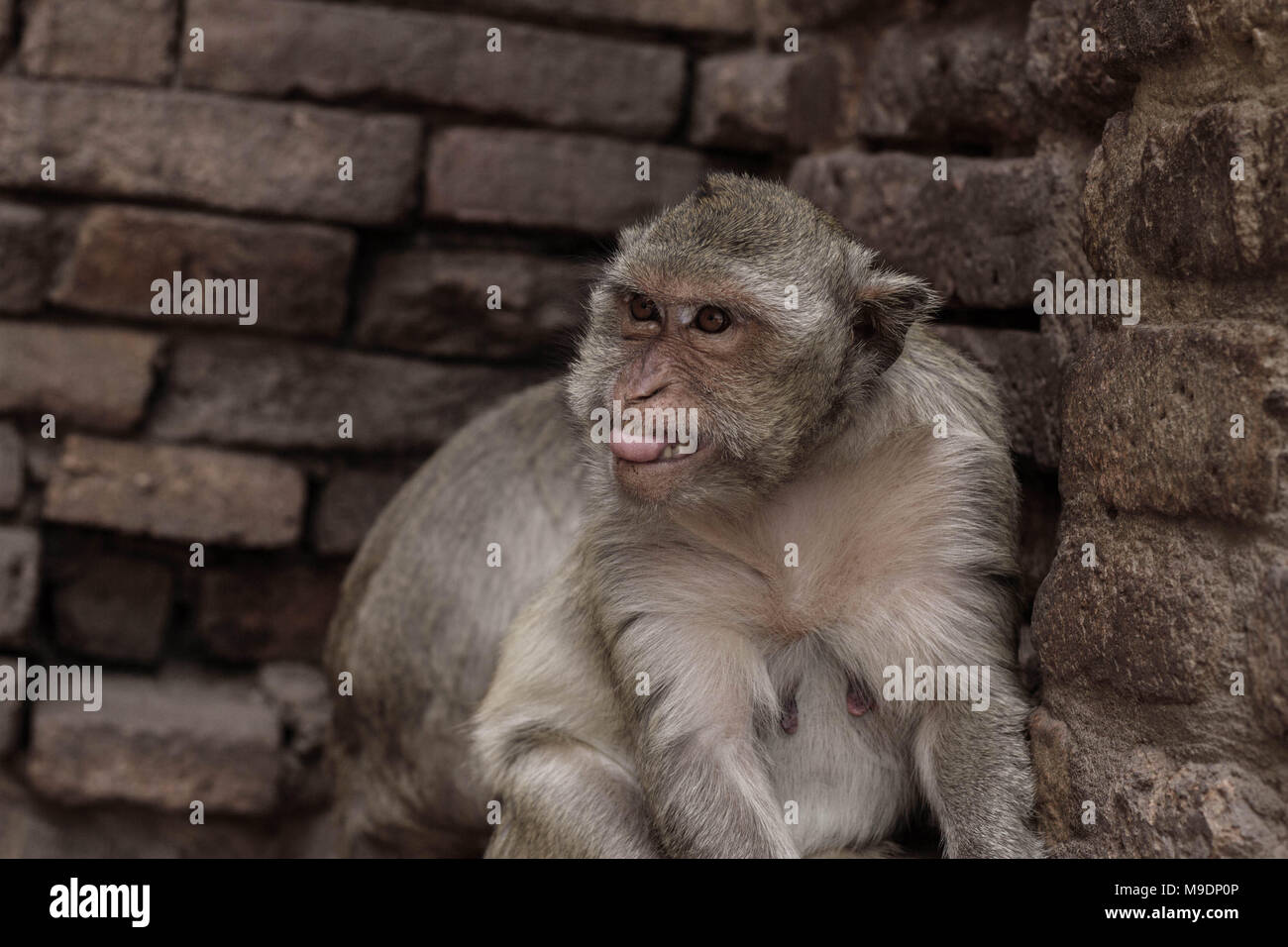 monkey on brick floor of the wall Stock Photo - Alamy
