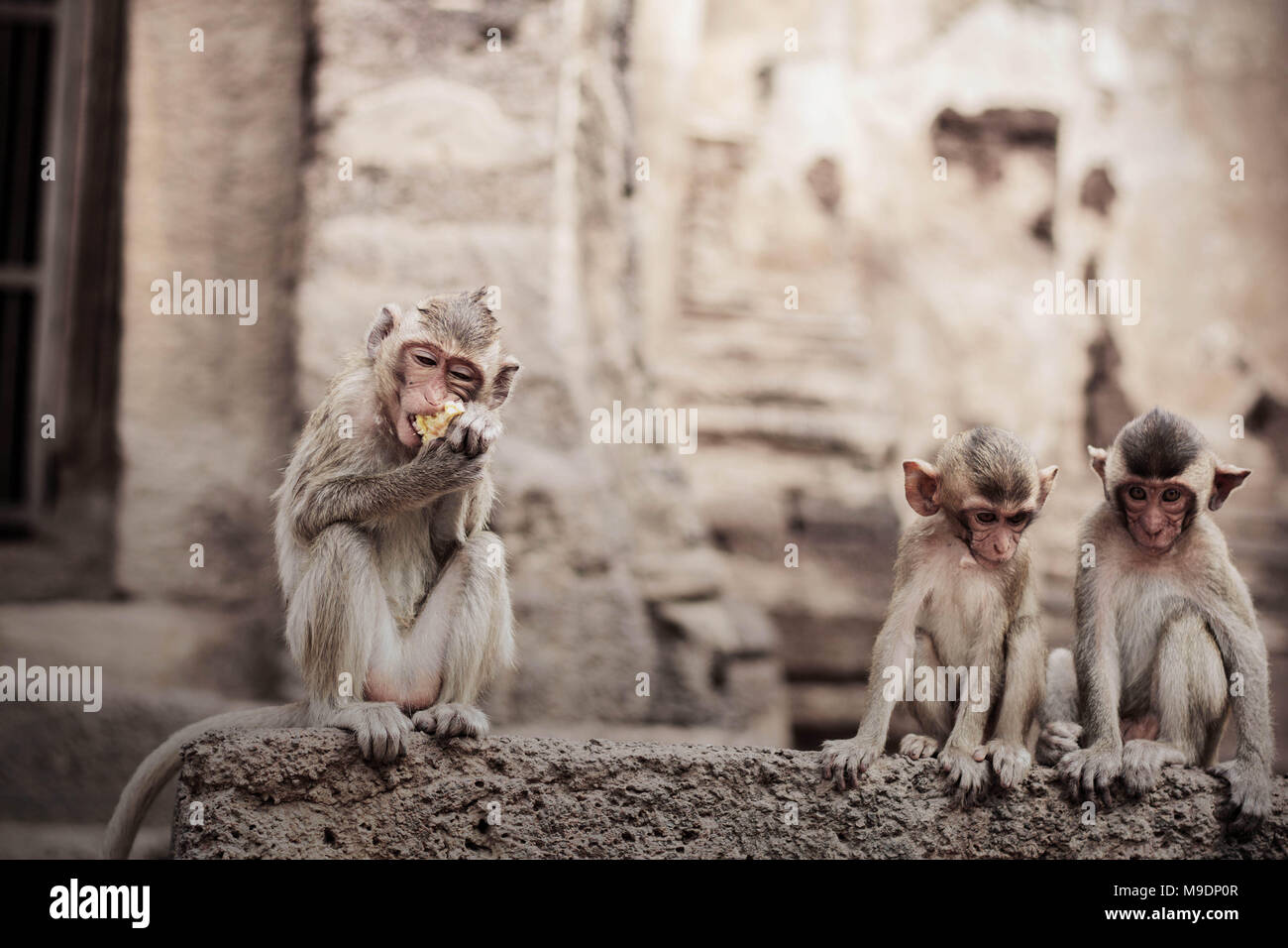 Seating and eating monkey hi-res stock photography and images - Alamy