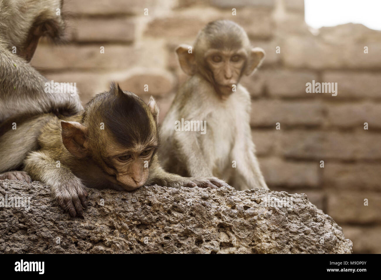 monkey on brick floor of the old building Stock Photo - Alamy