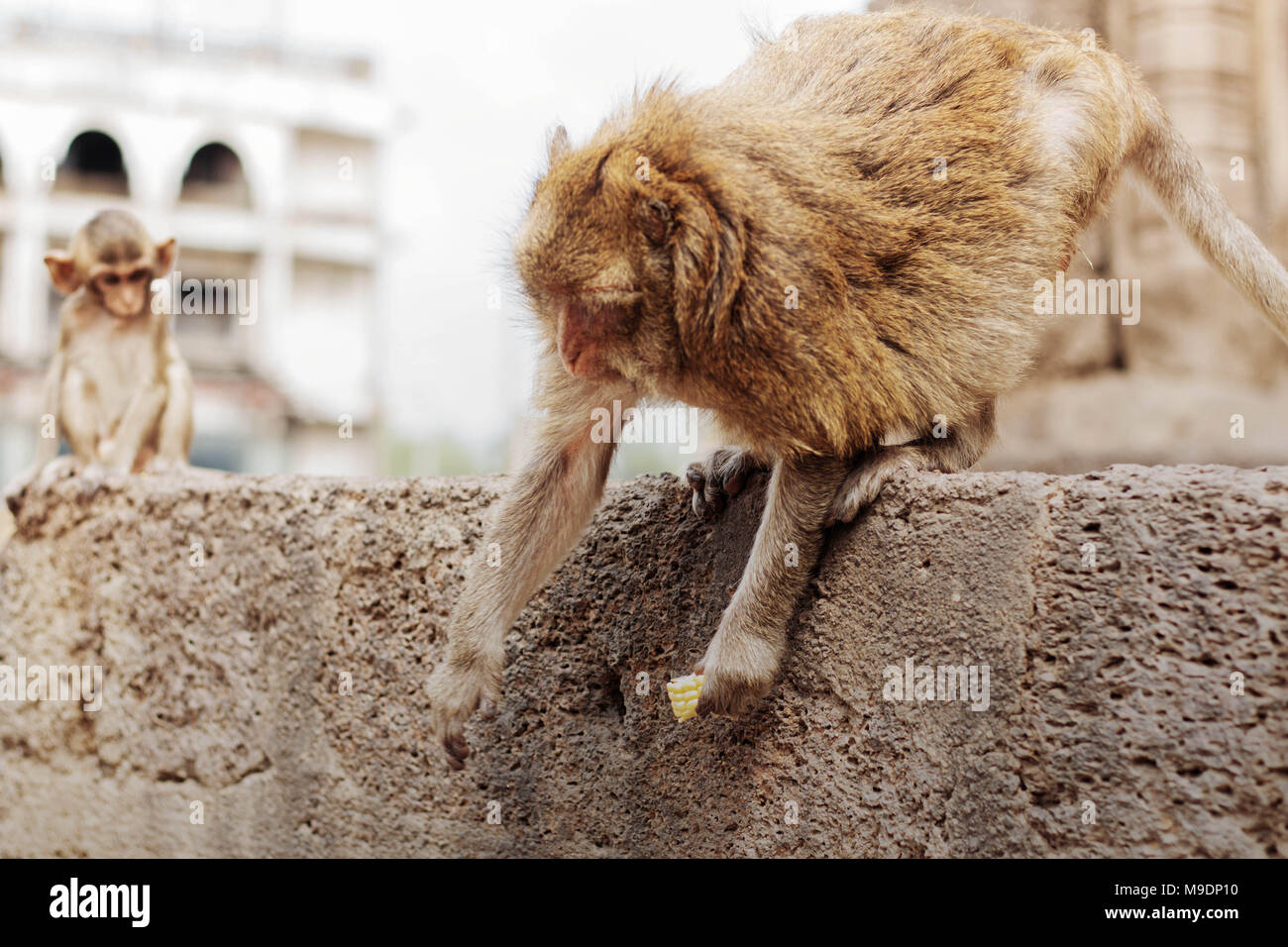 Monkey holding rock hi-res stock photography and images - Alamy