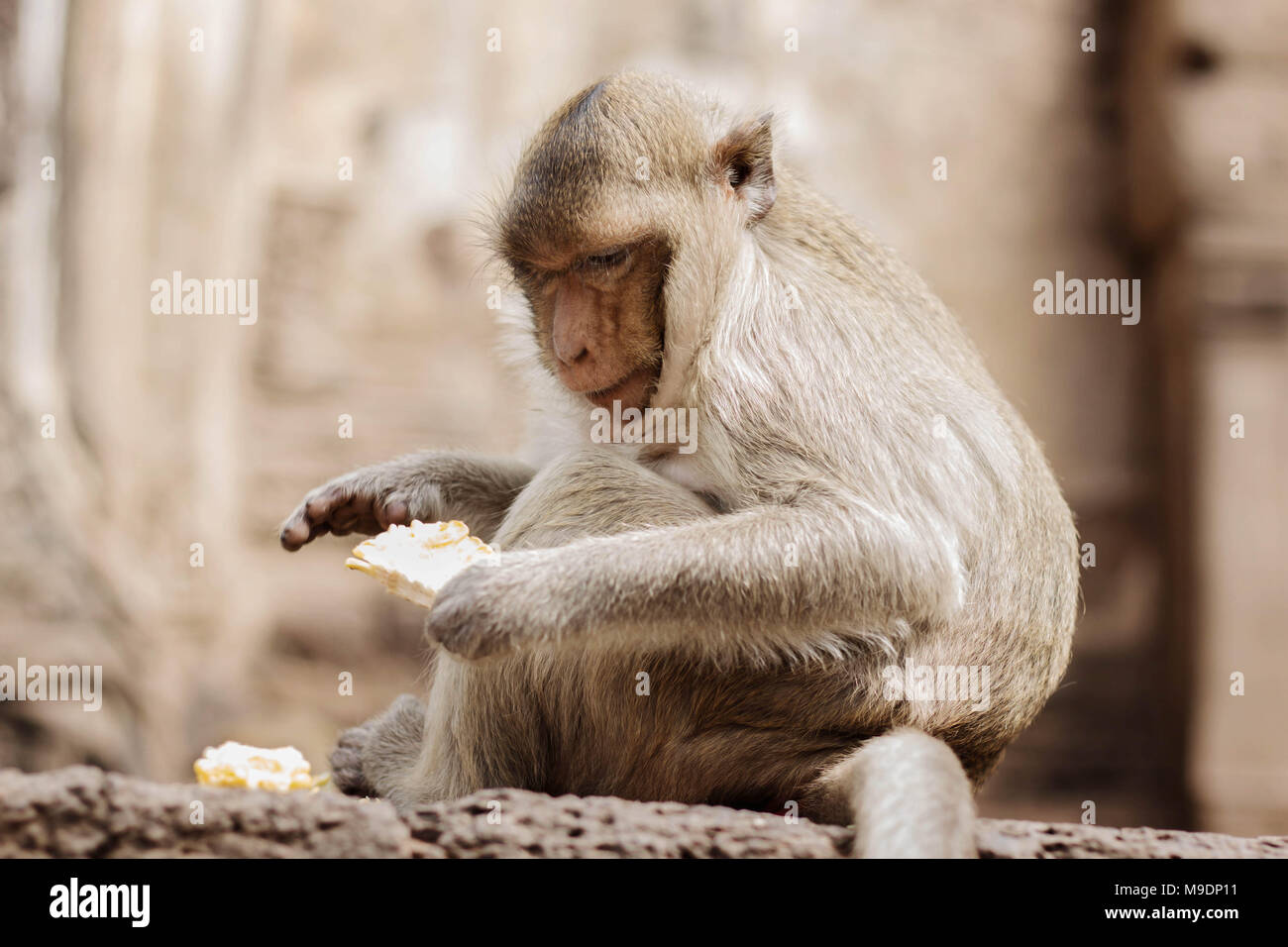 monkeys are sitting and eating on brick floor Stock Photo - Alamy