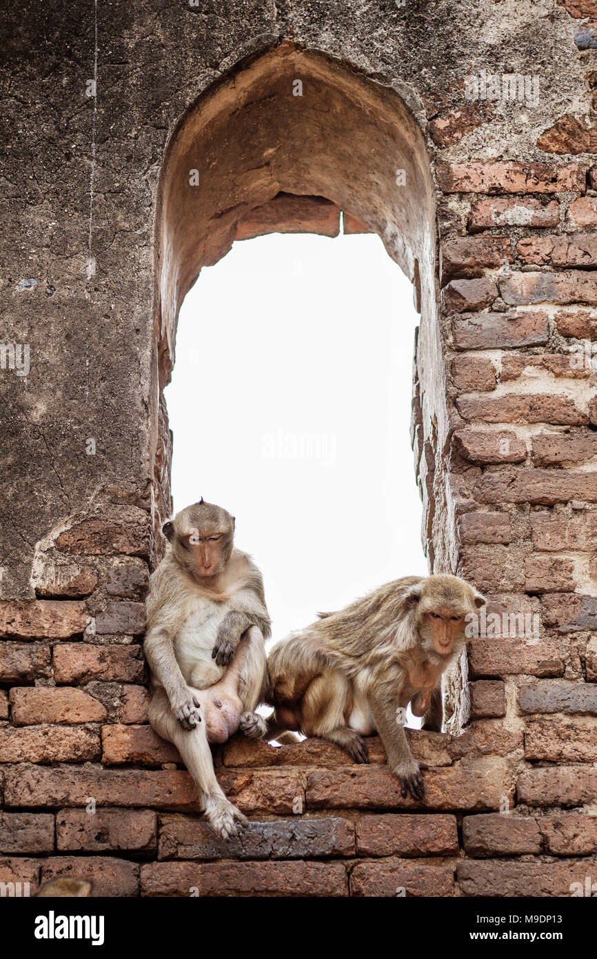 monkeys are sitting on window of brick Stock Photo - Alamy