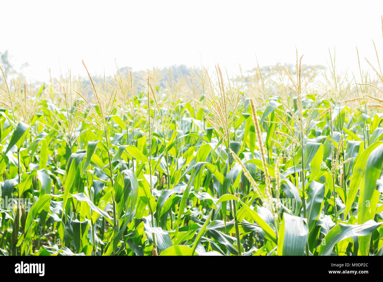 Grain planting plant leaves hi-res stock photography and images - Alamy