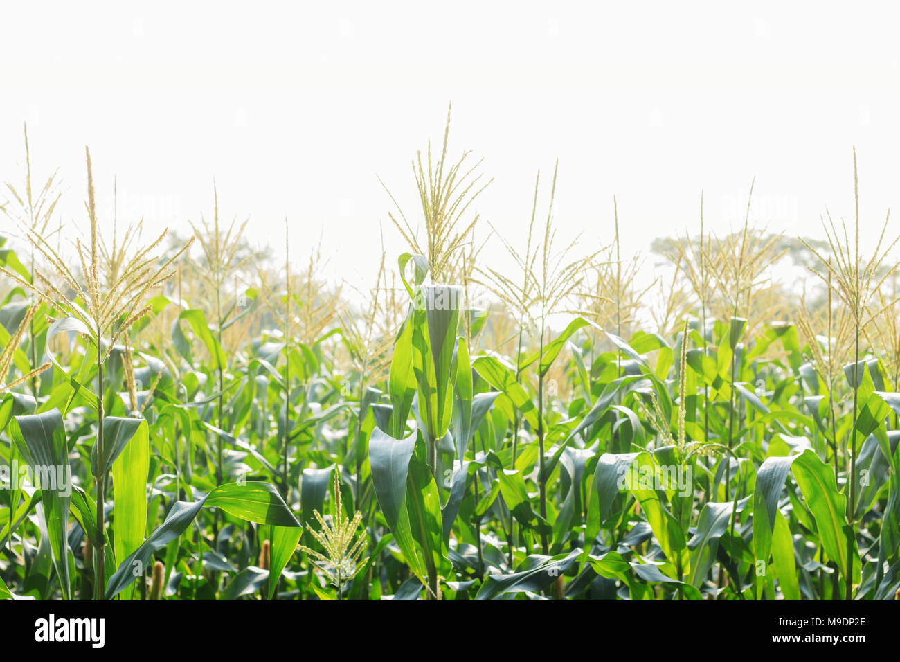 Planting corn in field with the sunlight Stock Photo - Alamy