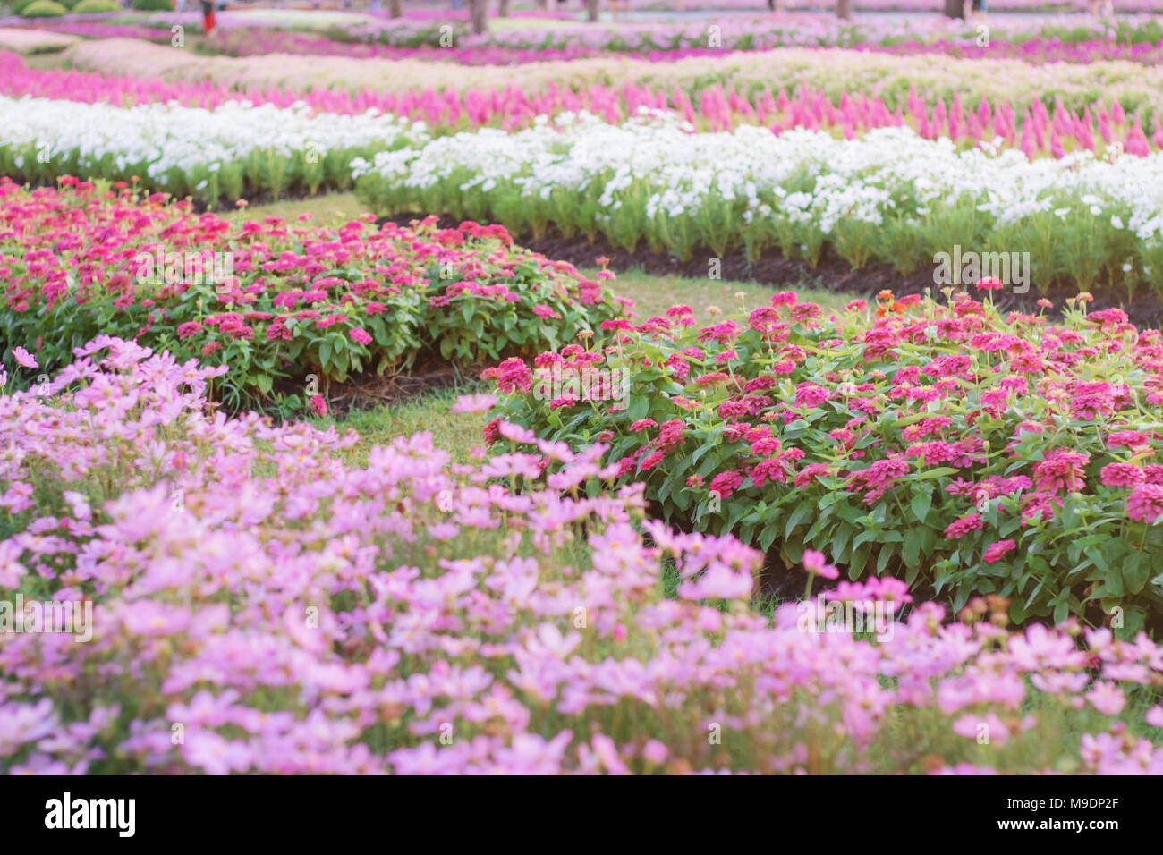 Planting flowers in the garden with nature Stock Photo - Alamy