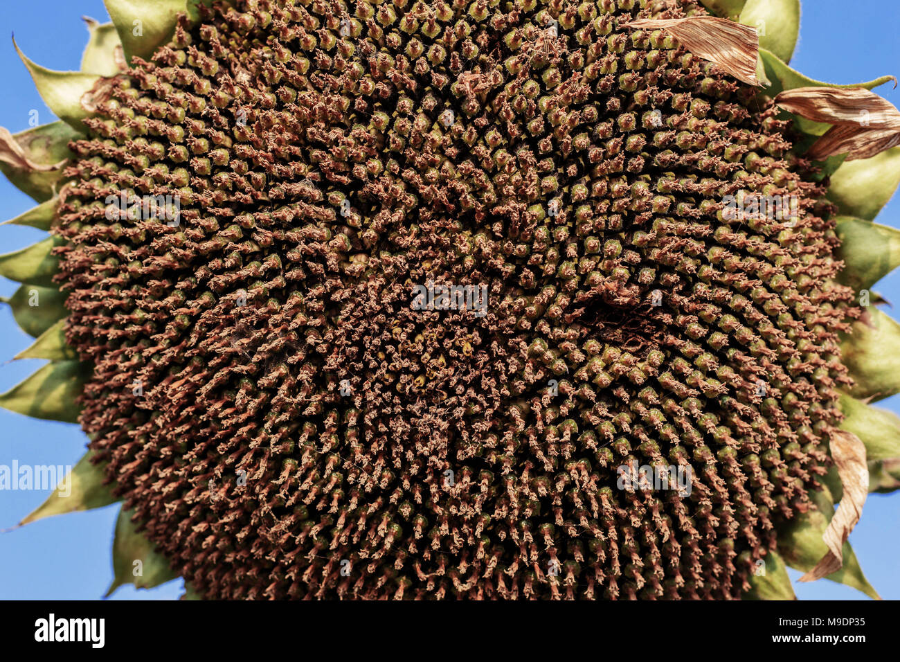 Sunflowerseed hi-res stock photography and images - Alamy