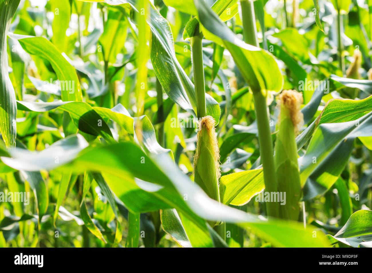 Young corn on the plantation with sunlight Stock Photo - Alamy