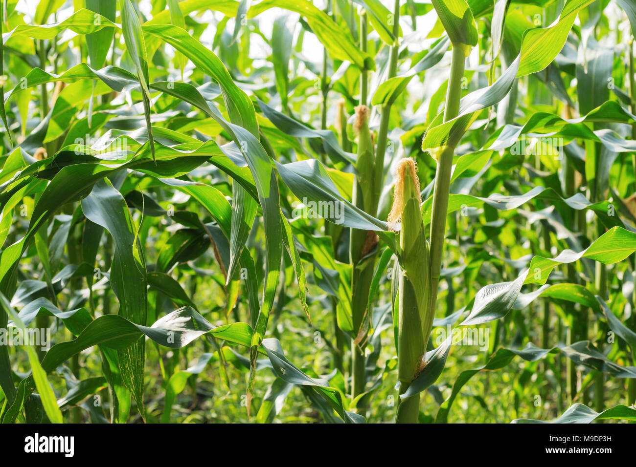 Young corn on tree in the plantation with sunlight Stock Photo - Alamy