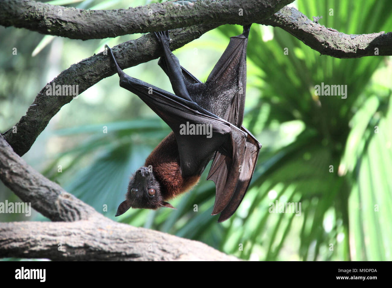 Fox in jungle hi-res stock photography and images - Alamy