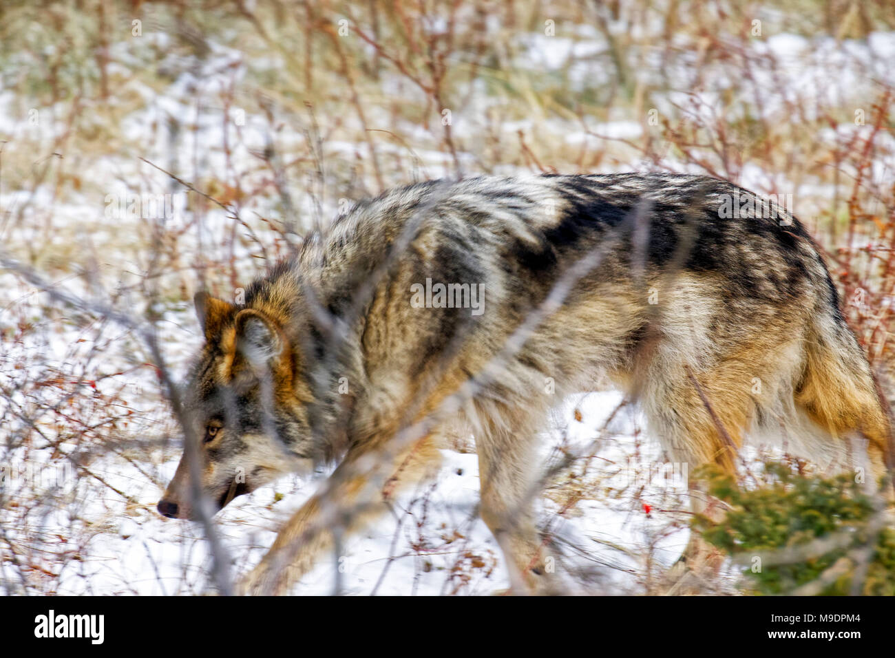 Mottled wolf hi-res stock photography and images - Alamy