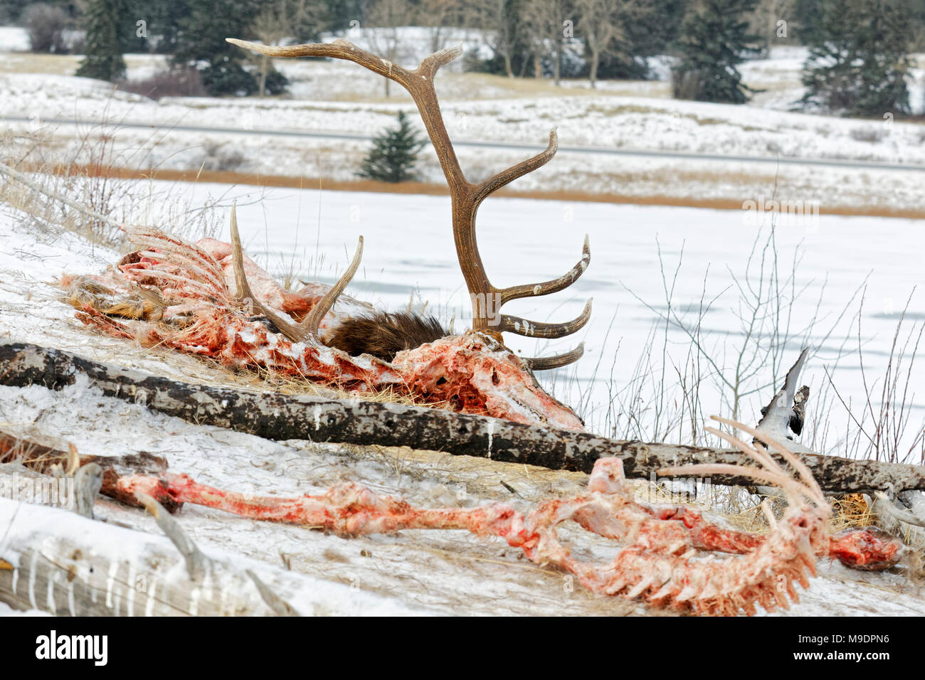 43,110.08645 close-up of the head, antlers and body of a bull Elk ...