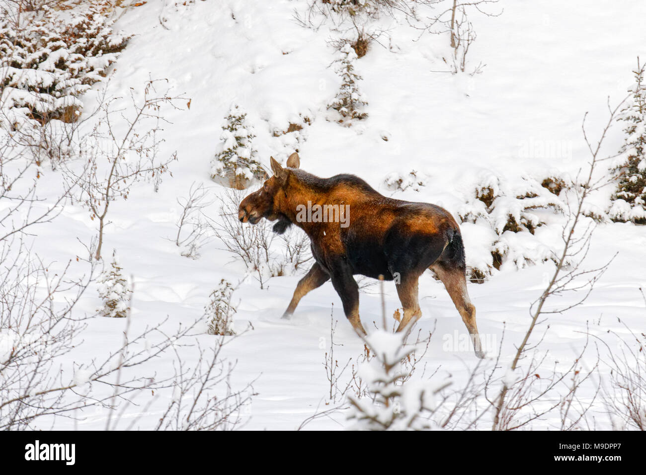 Moose running snow hi-res stock photography and images - Alamy