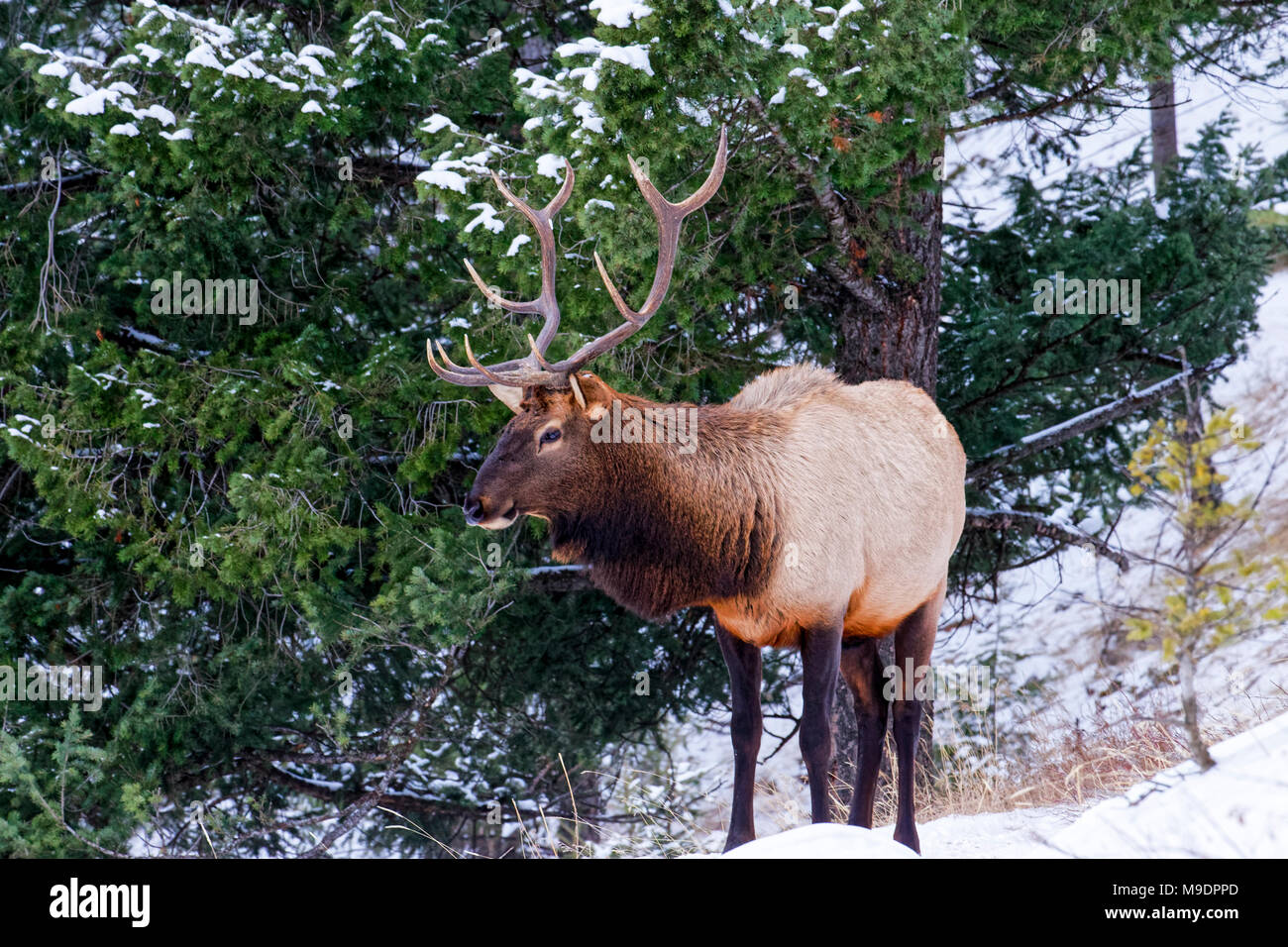 43,113.08809 majestic 5x5 bull Elk with his head held high, standing in ...