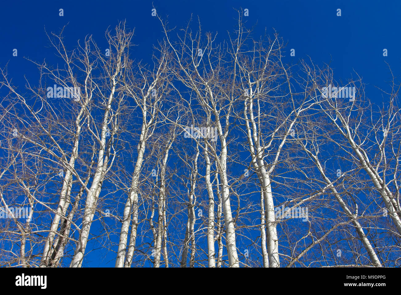Populus tremula aspen trees at winter, Finland Stock Photo - Alamy