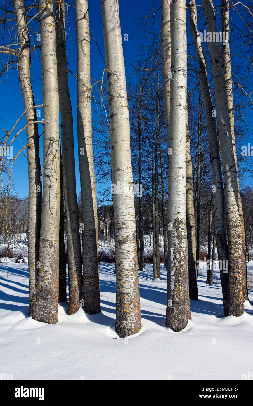 Populus tremula aspen trees at winter, Finland Stock Photo - Alamy