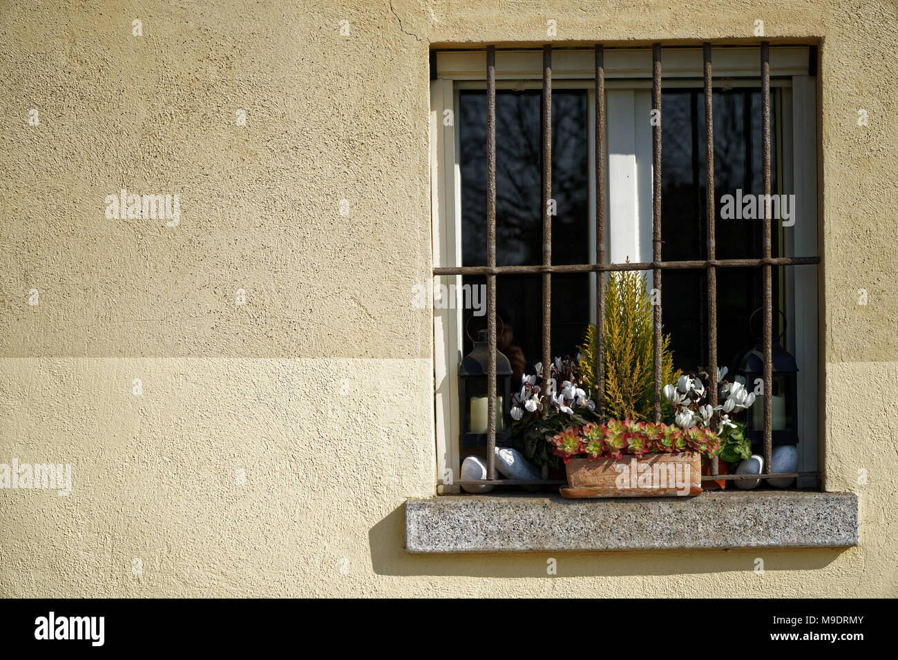 Vintage grill window and dry flower in flowerpot on window sill, sunny ...