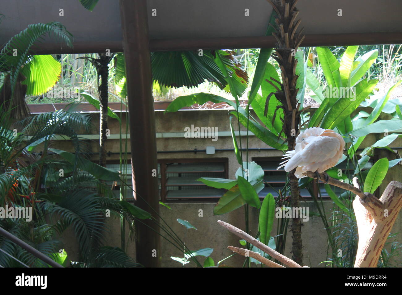 Major Mitchell Cockatoo. Pink parrot background Stock Photo - Alamy
