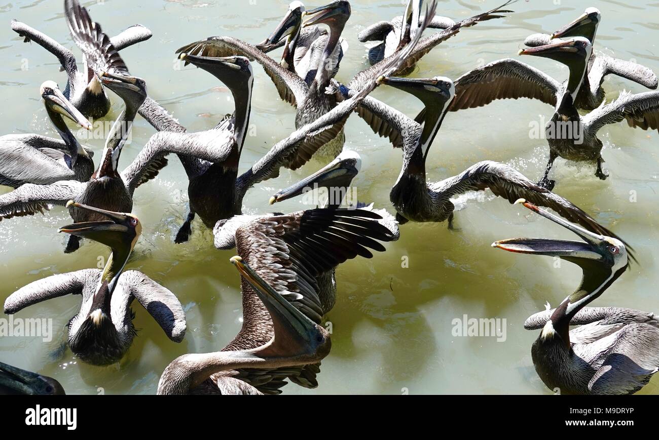 Pelican with mouth open hi-res stock photography and images - Alamy